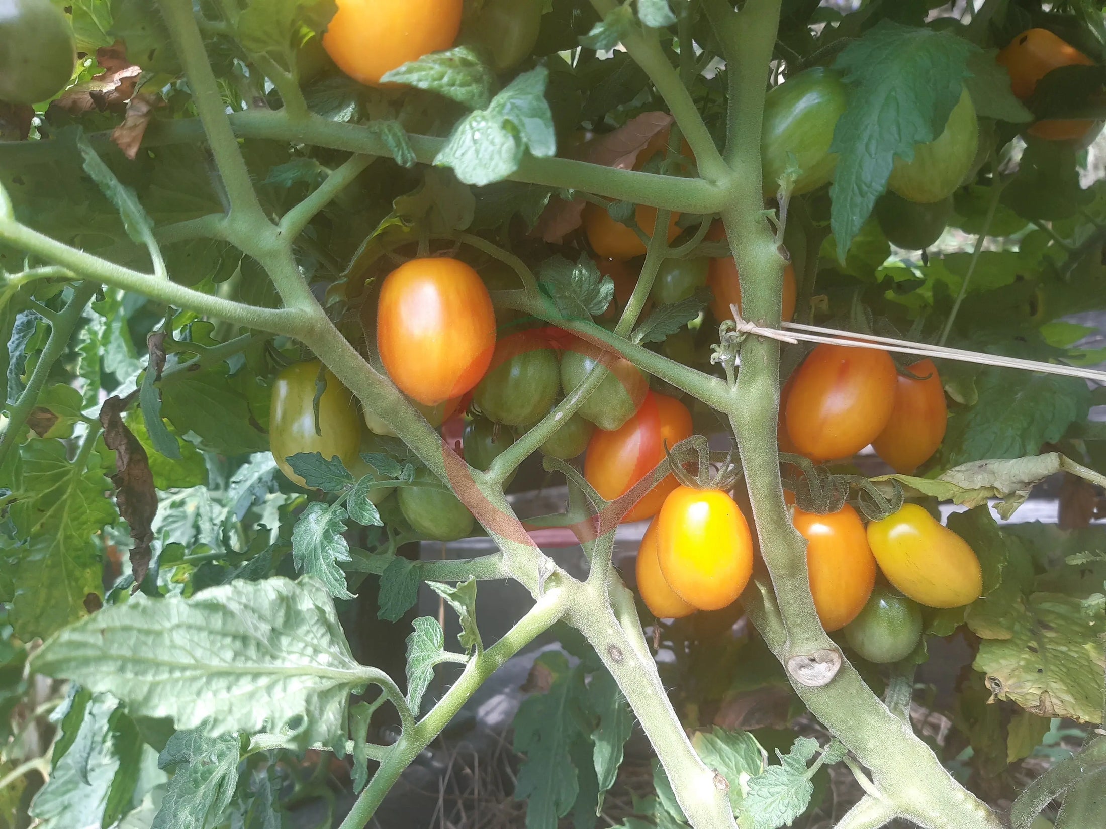 Atomic Sunset – DER TOMATENFLÜSTERER