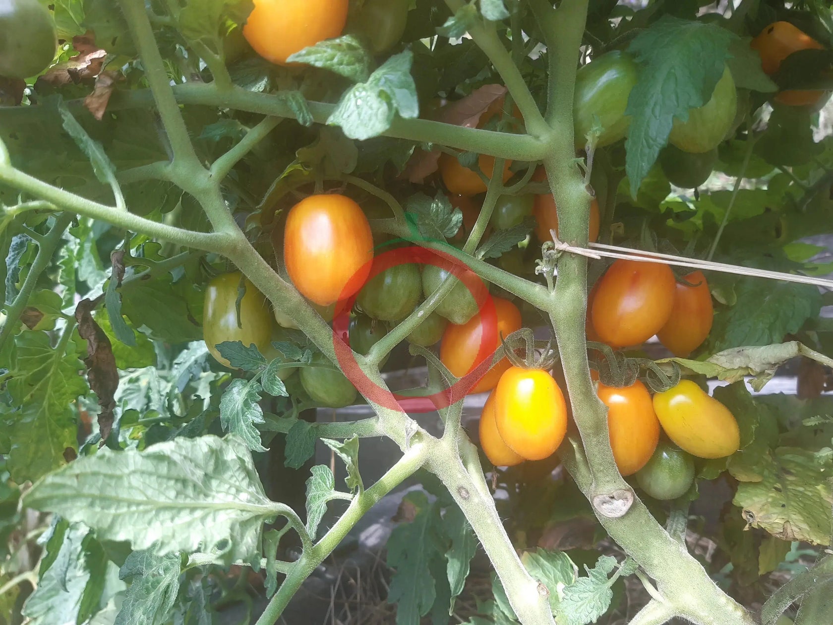 Atomic Sunset – DER TOMATENFLÜSTERER