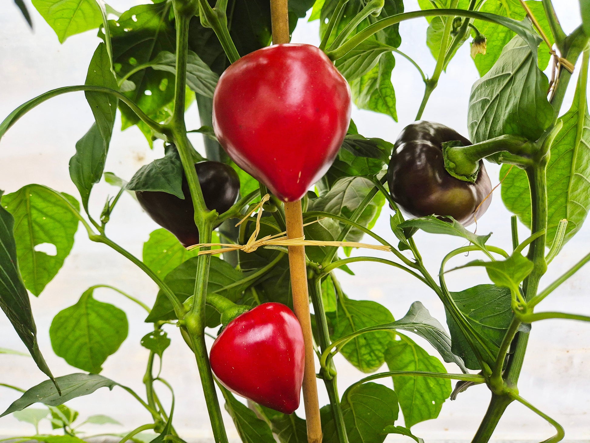 Lesya violett – DER TOMATENFLÜSTERER