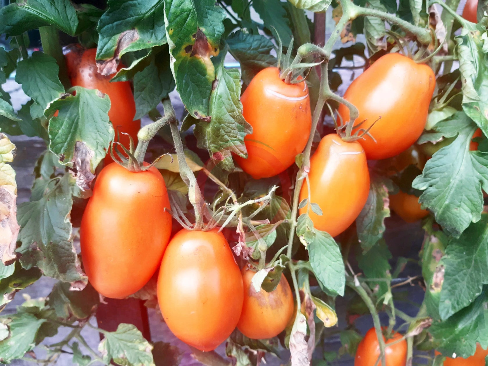 Mango Django – DER TOMATENFLÜSTERER