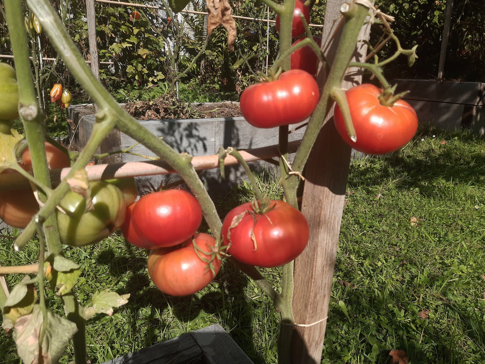 Saranda – DER TOMATENFLÜSTERER