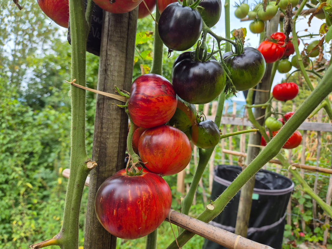 Tomaten Hhe Begrenzen
