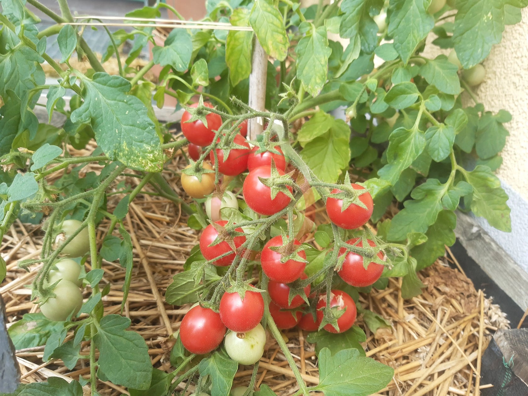 Whippersnapper – DER TOMATENFLÜSTERER