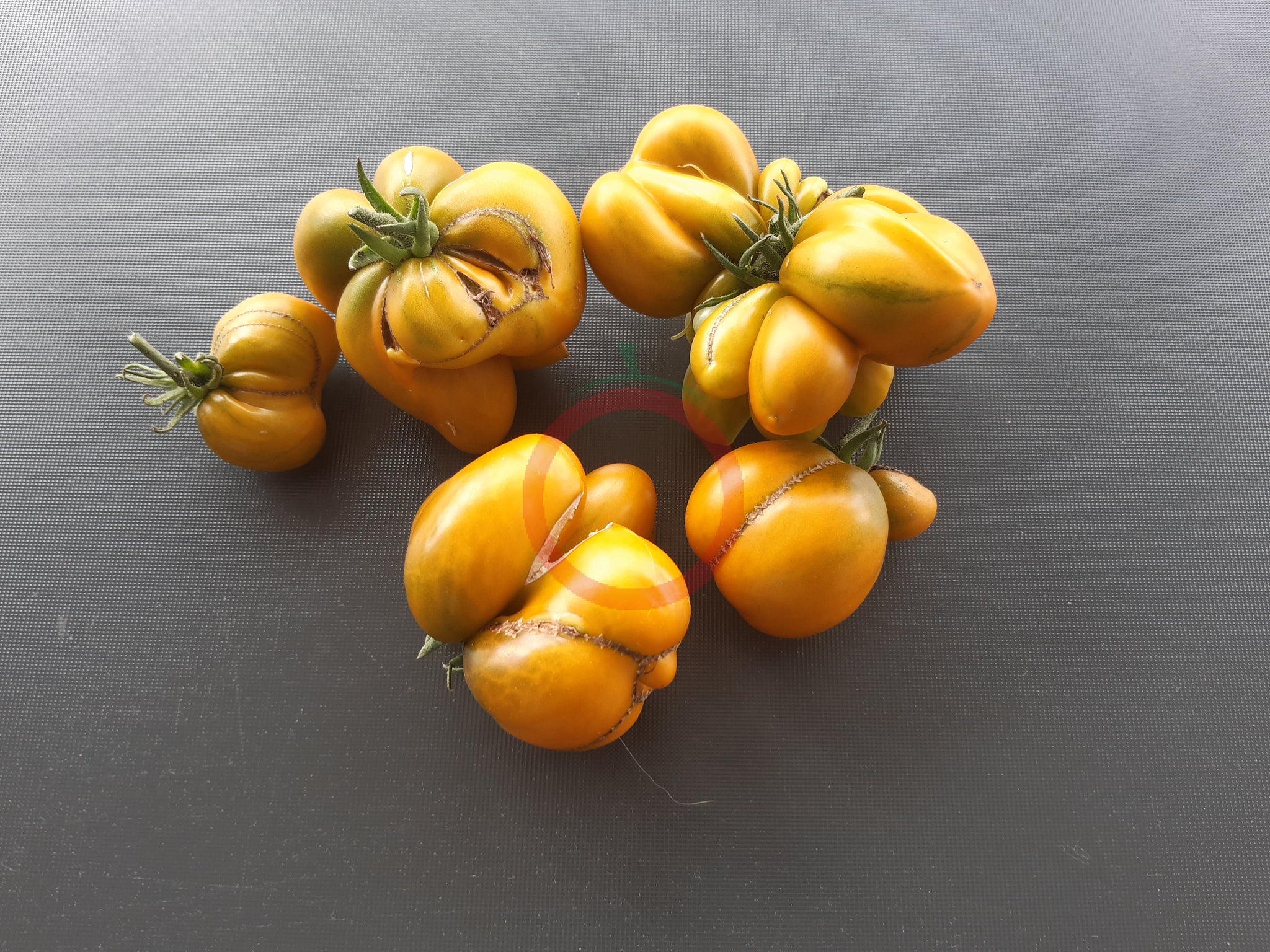 Phil´s Two – DER TOMATENFLÜSTERER