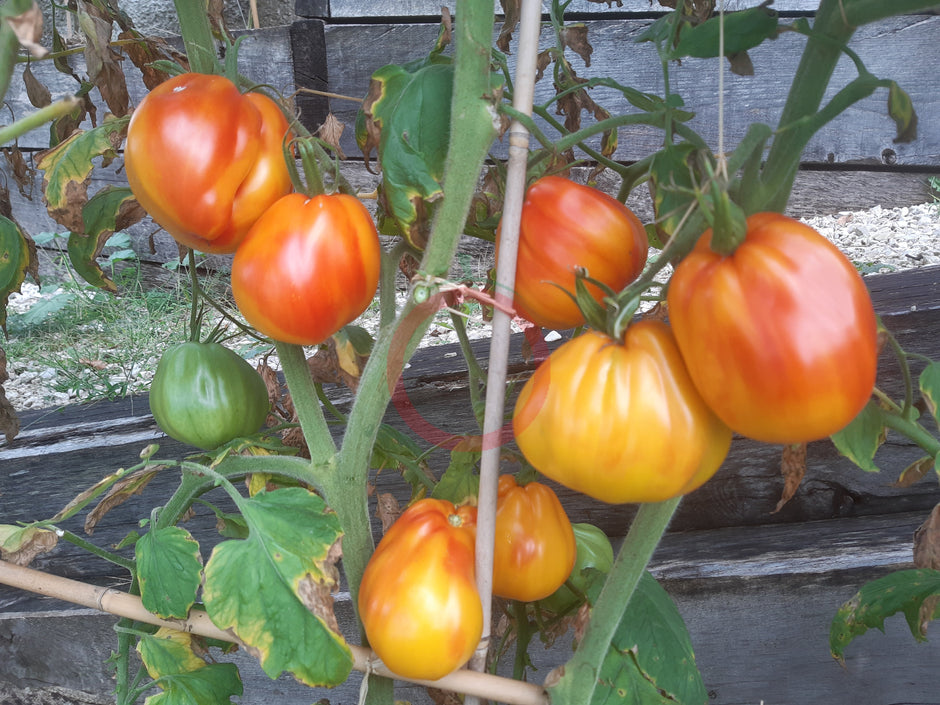 Ukraine – DER TOMATENFLÜSTERER